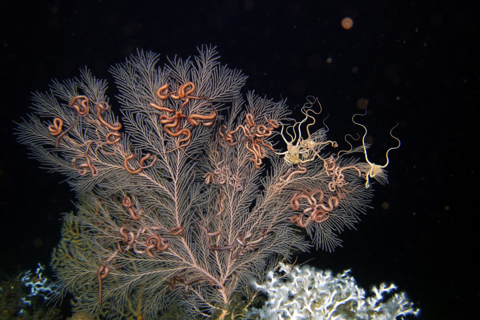 Highly Unusual New Species of Bacteria Discovered in the Dark Depths of ...
