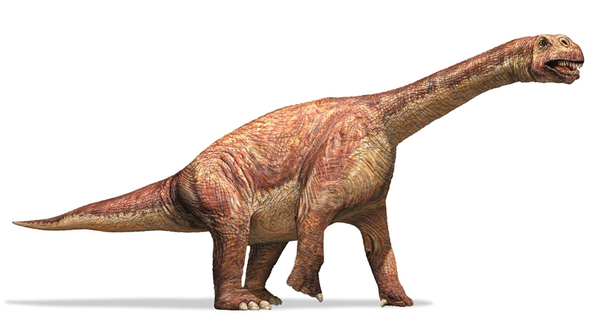 'Skin Bones' Helped Large Dinosaurs Survive In Harsh Times