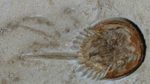 545-Million-Year-Old Footprints Rewrite the Origin Story of Complex Life