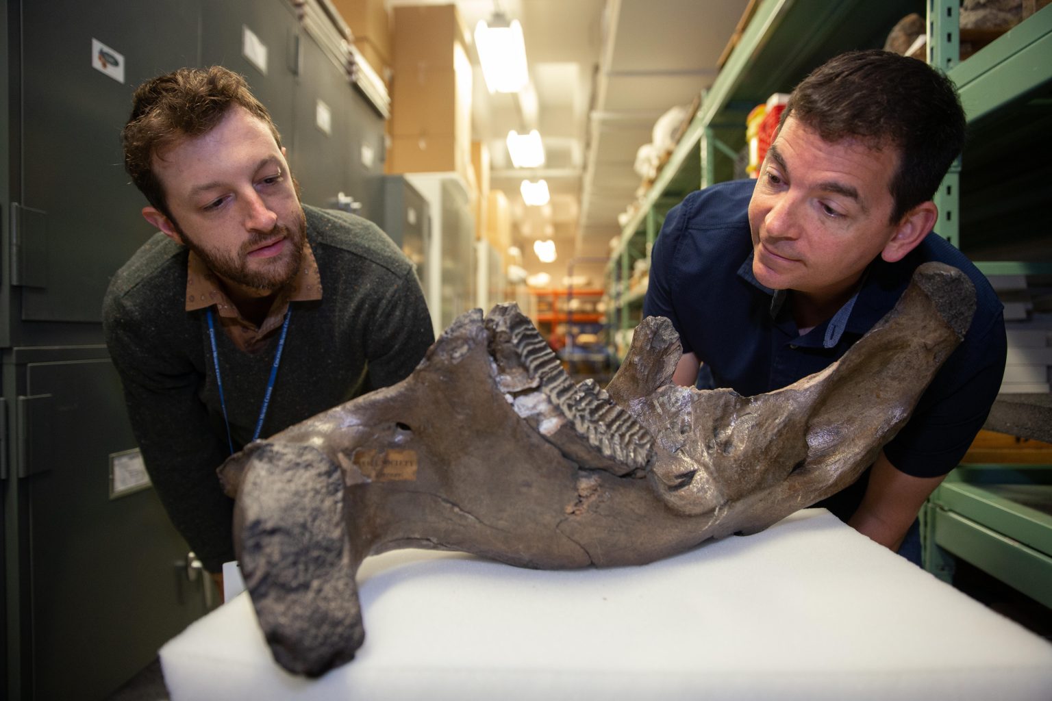 New Study Refutes Current Timeline of Mammoth Extinction