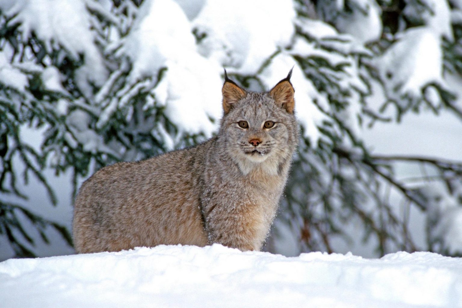 COVID-19 Confirmed in a Canada Lynx at a Pennsylvania Zoo
