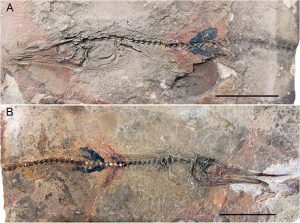 Paleontologists Discover Never-Before-Seen Ancient Fish Species