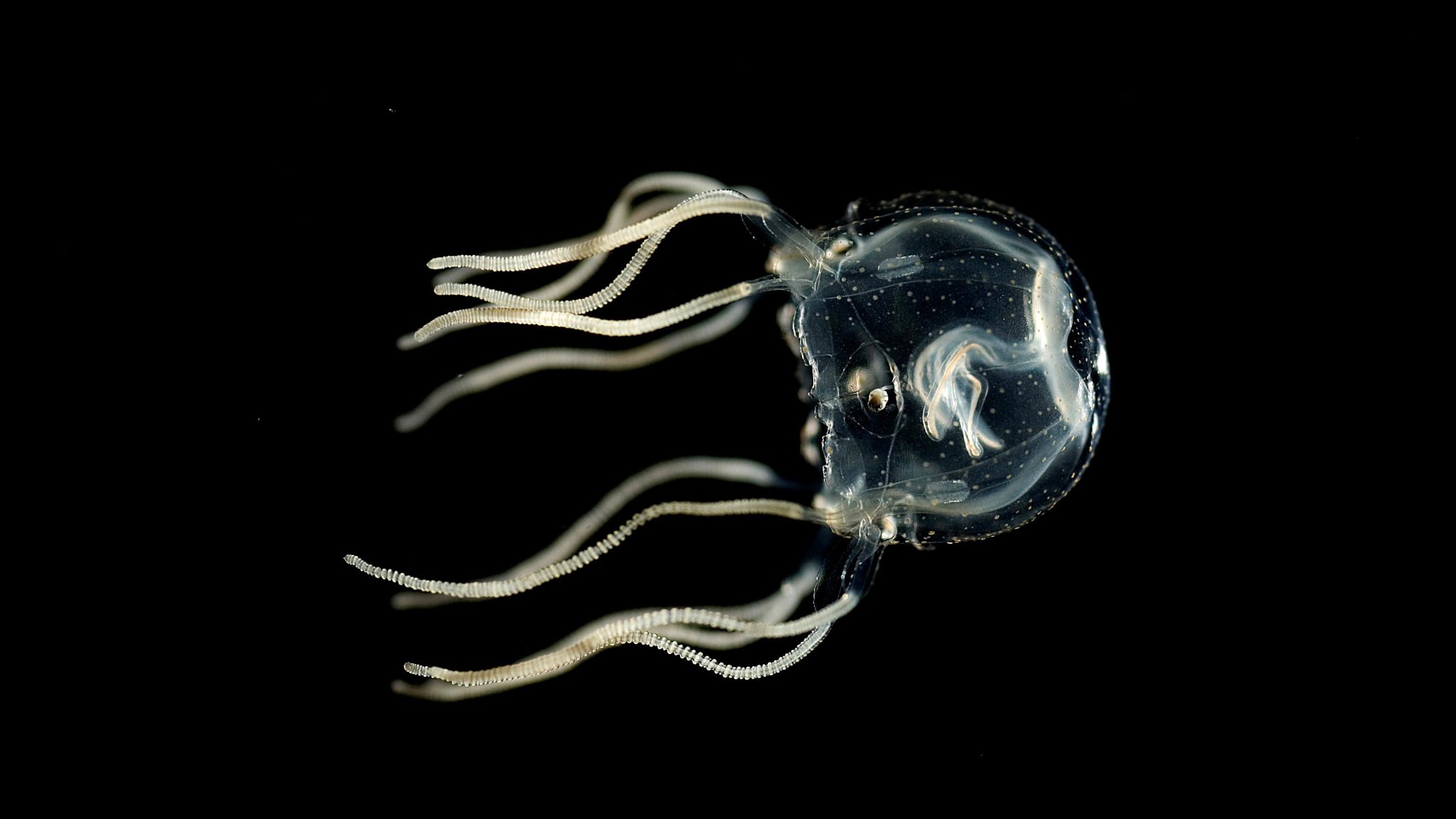 New Study Questions the Claims of Worldwide Increased Jellyfish Blooms