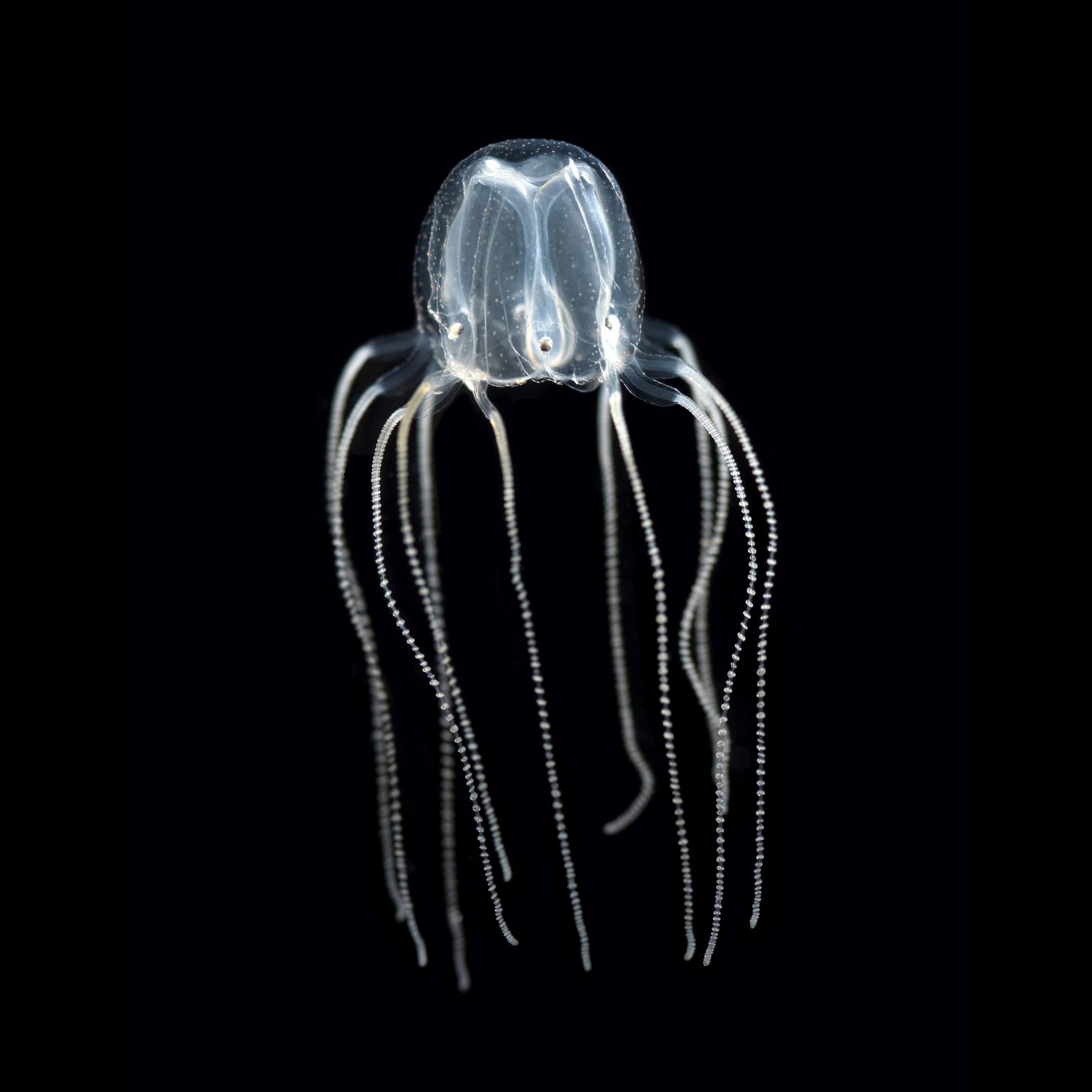 No Brain, No Problem: The Surprising Intellect of Jellyfish Changes Our ...
