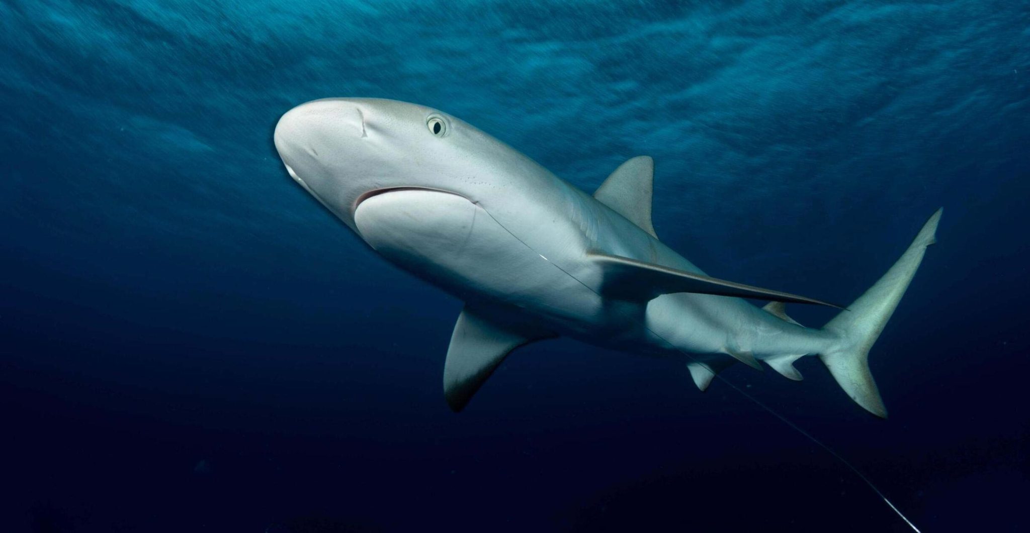 Sharks Are Dying by the Millions: But Not the Way You Think