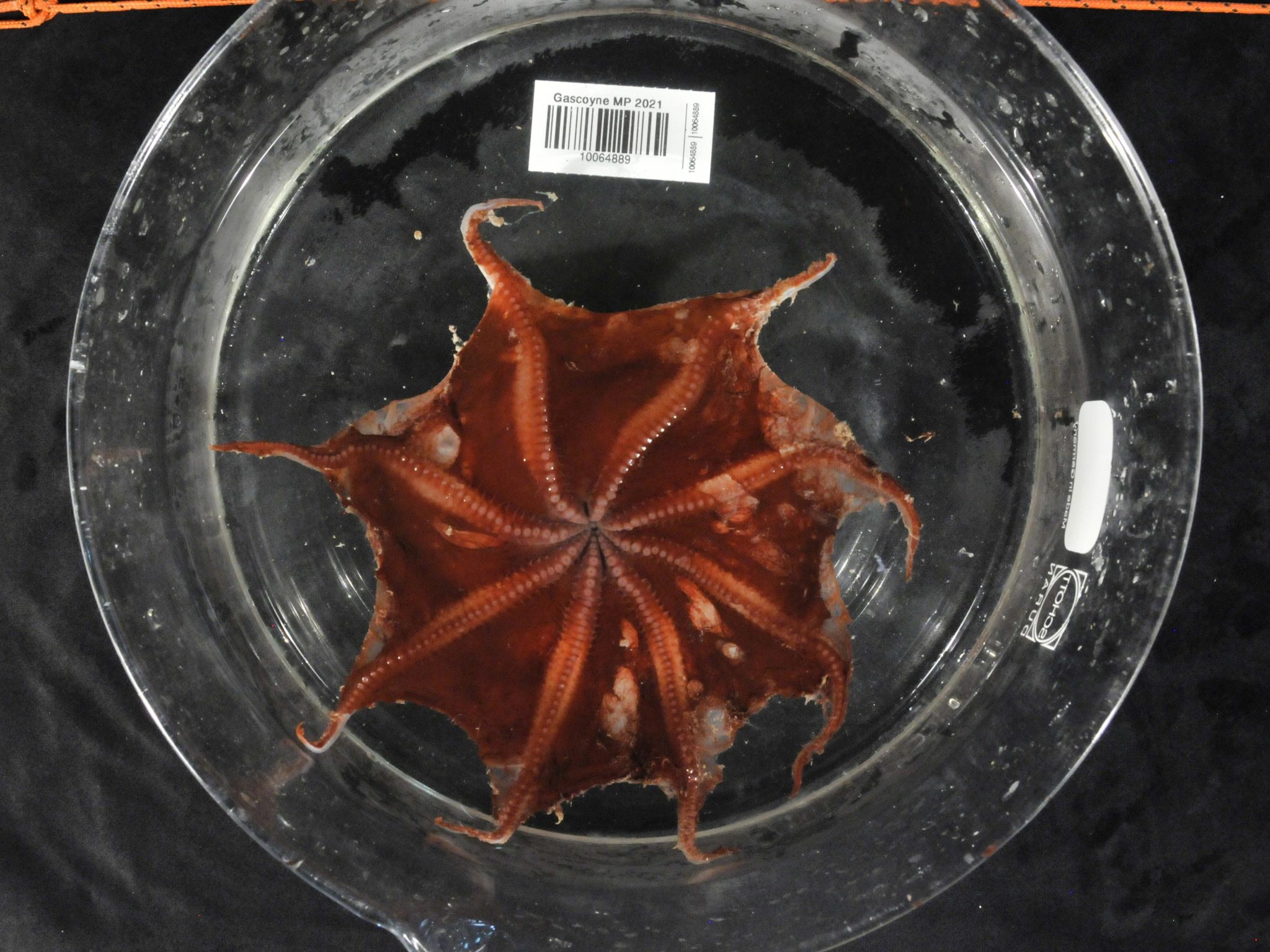 Scientists Discover Unusual New Species of Octopus With Massive Eyes ...