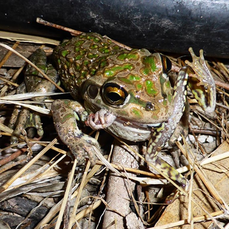 Alien Carnivorous Frog Invasion Wreaks Havoc on Natural Habitat