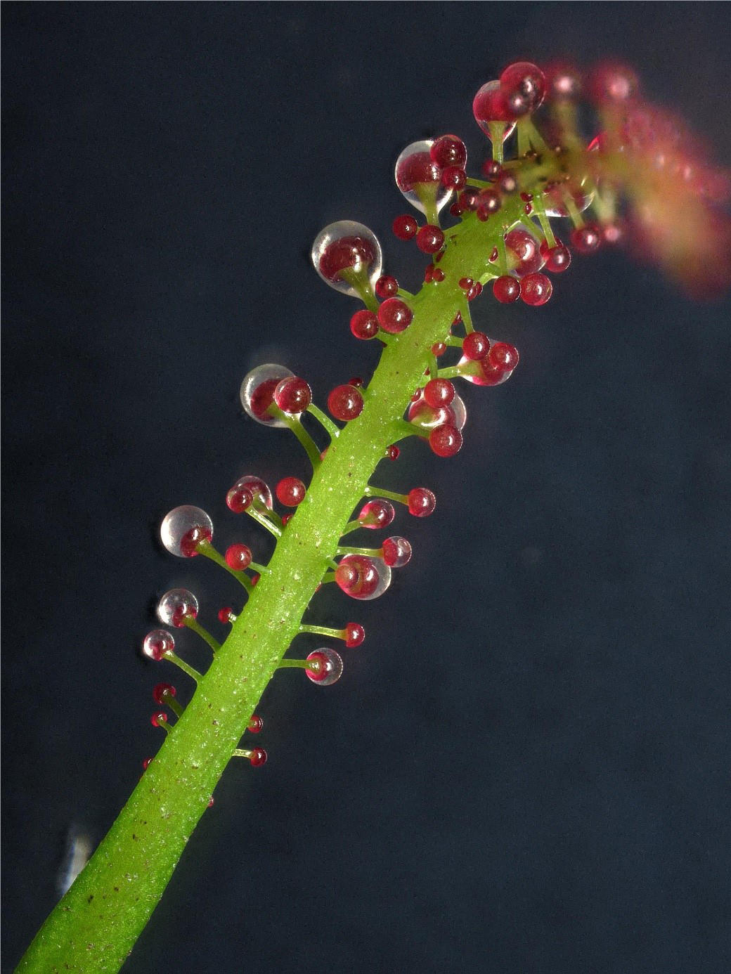 Scientists Shed New Light on Triphyophyllum peltatum – A Unique Plant ...