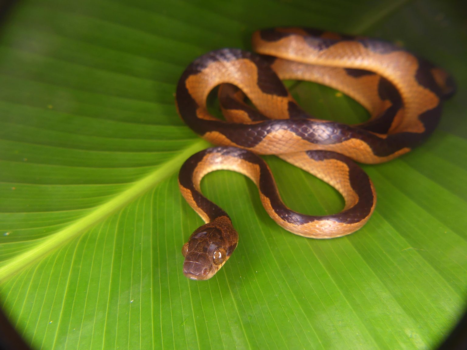 Snakes Diversified Explosively After Mass Extinction Where Dinosaurs ...