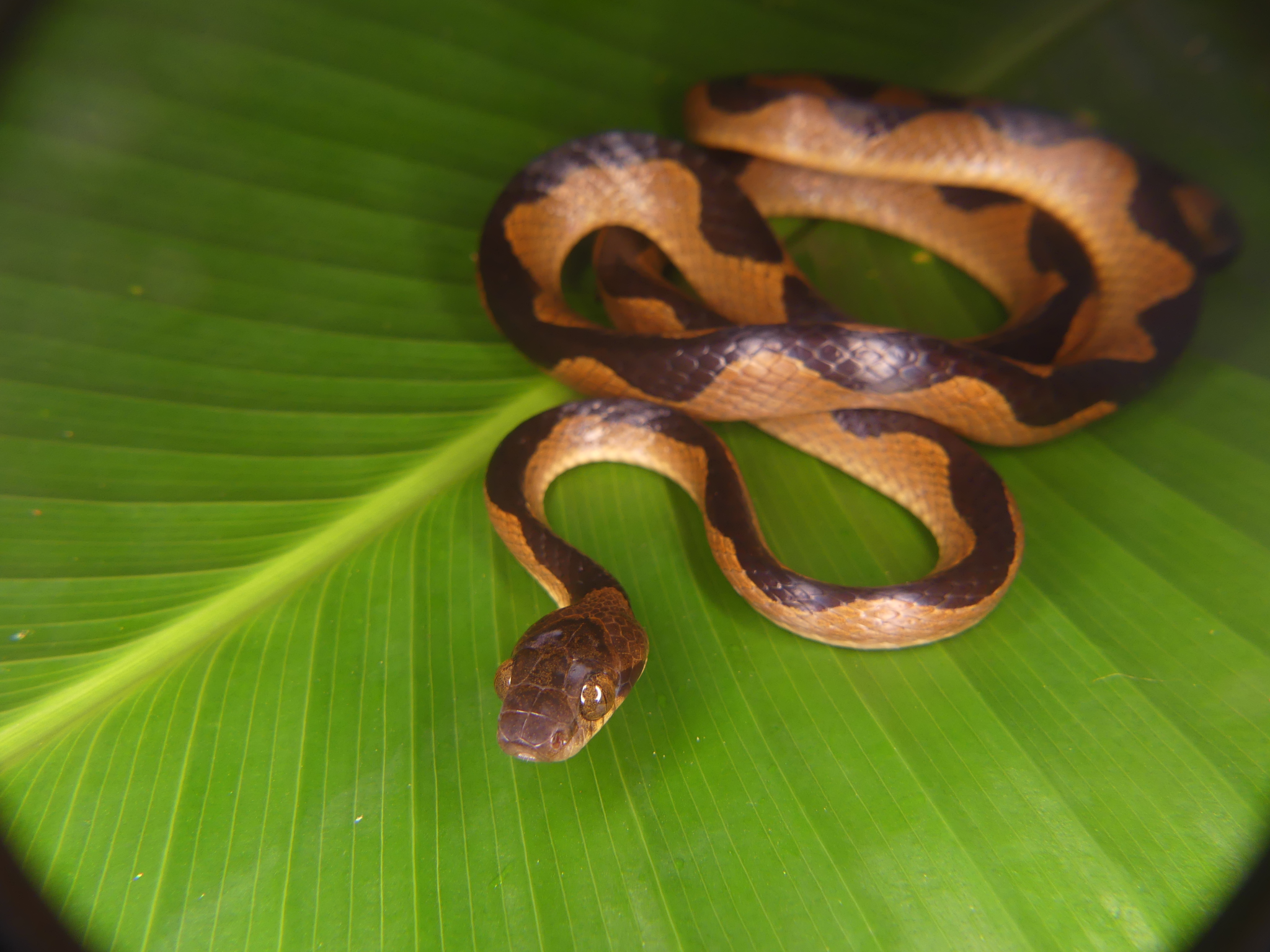 Faster and Better: How a Group of Scaly, Legless Lizards Hit the ...