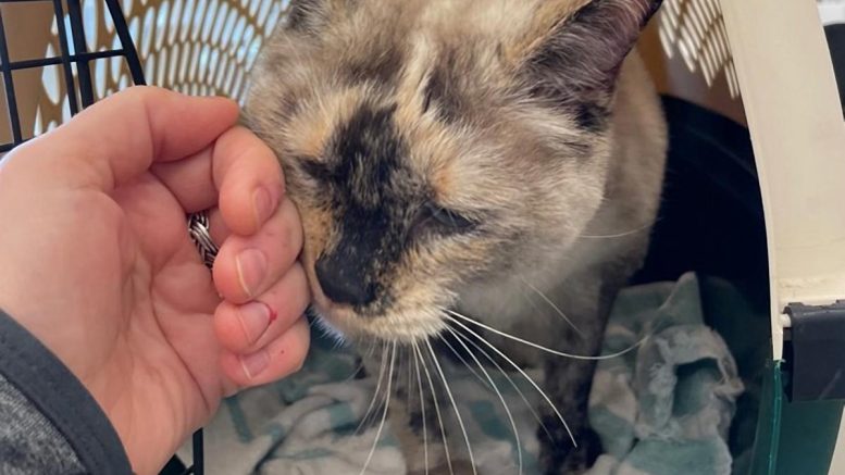 Chandra Views the "Cheshire Cat" Group of Galaxies