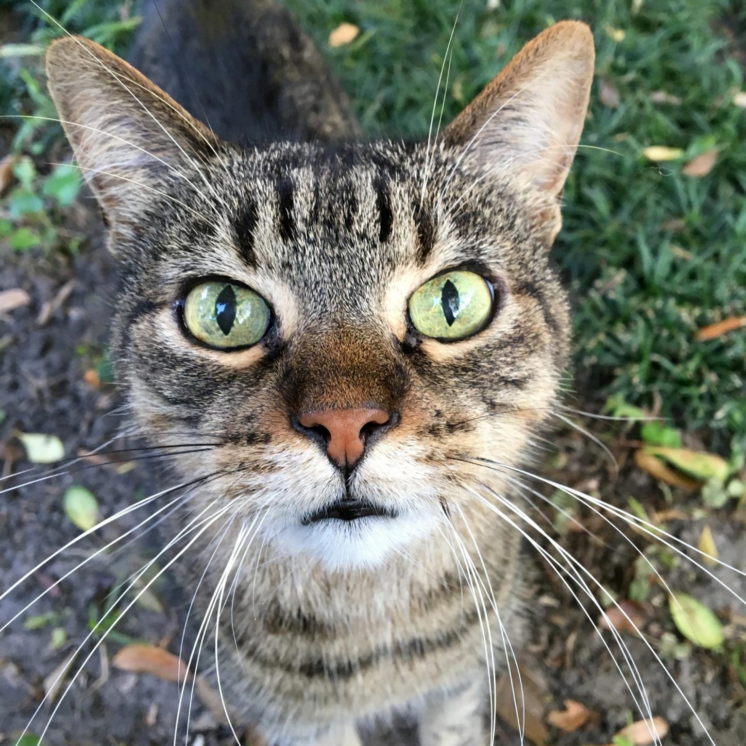 Whisker Simulation Gives New Insight Into Mammals’ Mysterious Sense of ...