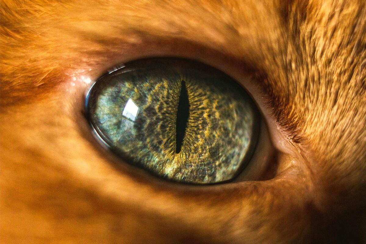 Sharper and Smarter: “Robotic Cat Eyes” Give Drones Super Sight
