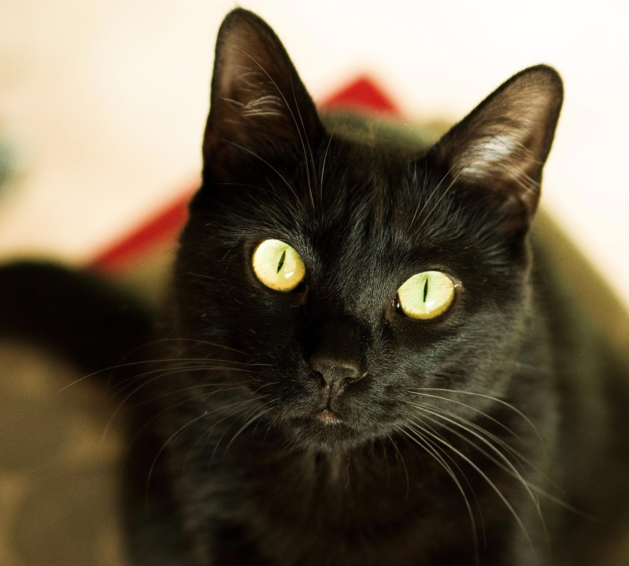 Why Cats Eyes Glow In The Dark