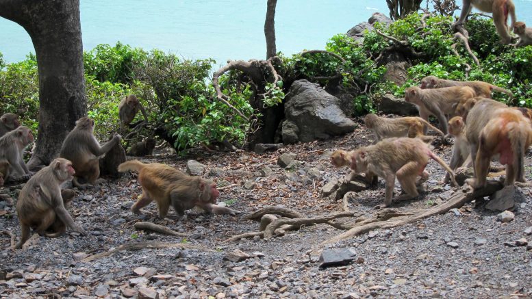 Climate Catastrophe Forces Island Monkeys to Quickly Master New Social ...