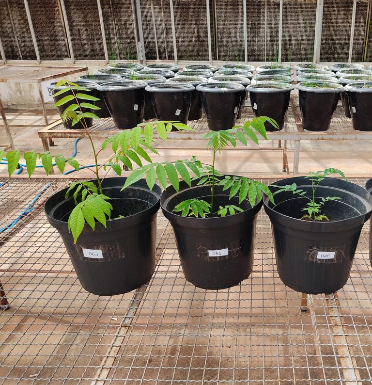 Unearthing the Amazon’s Dark Secret: How Ancient Soil Can Boost Forest ...