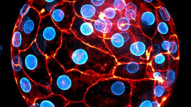 Cell Biology News - SciTechDaily