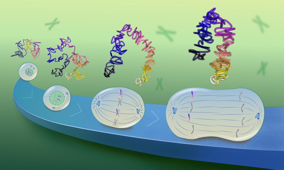 Scientists Just Captured the Stunning Process That Shapes Chromosomes ...