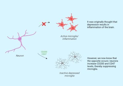 Contrary to Expectations – Depressed Brains Exhibit Suppressed Immune Cells