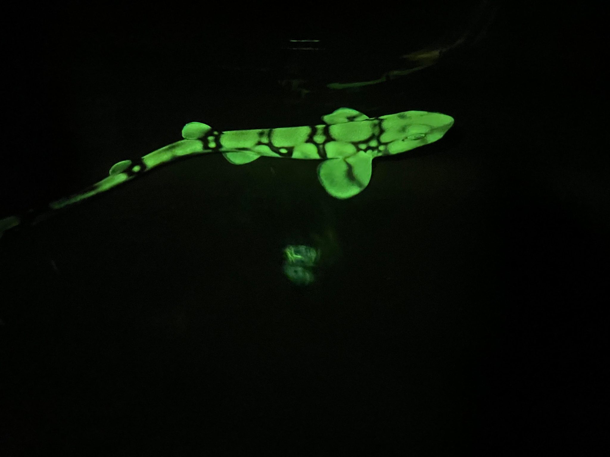 Unlocking the Secrets of Shark Skin: The Next Medical Miracle?