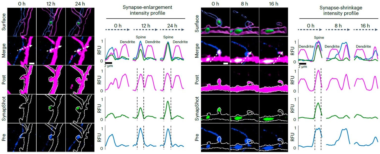 SynapShot Unveiled: Observing the Processes of Memory and Cognition in ...