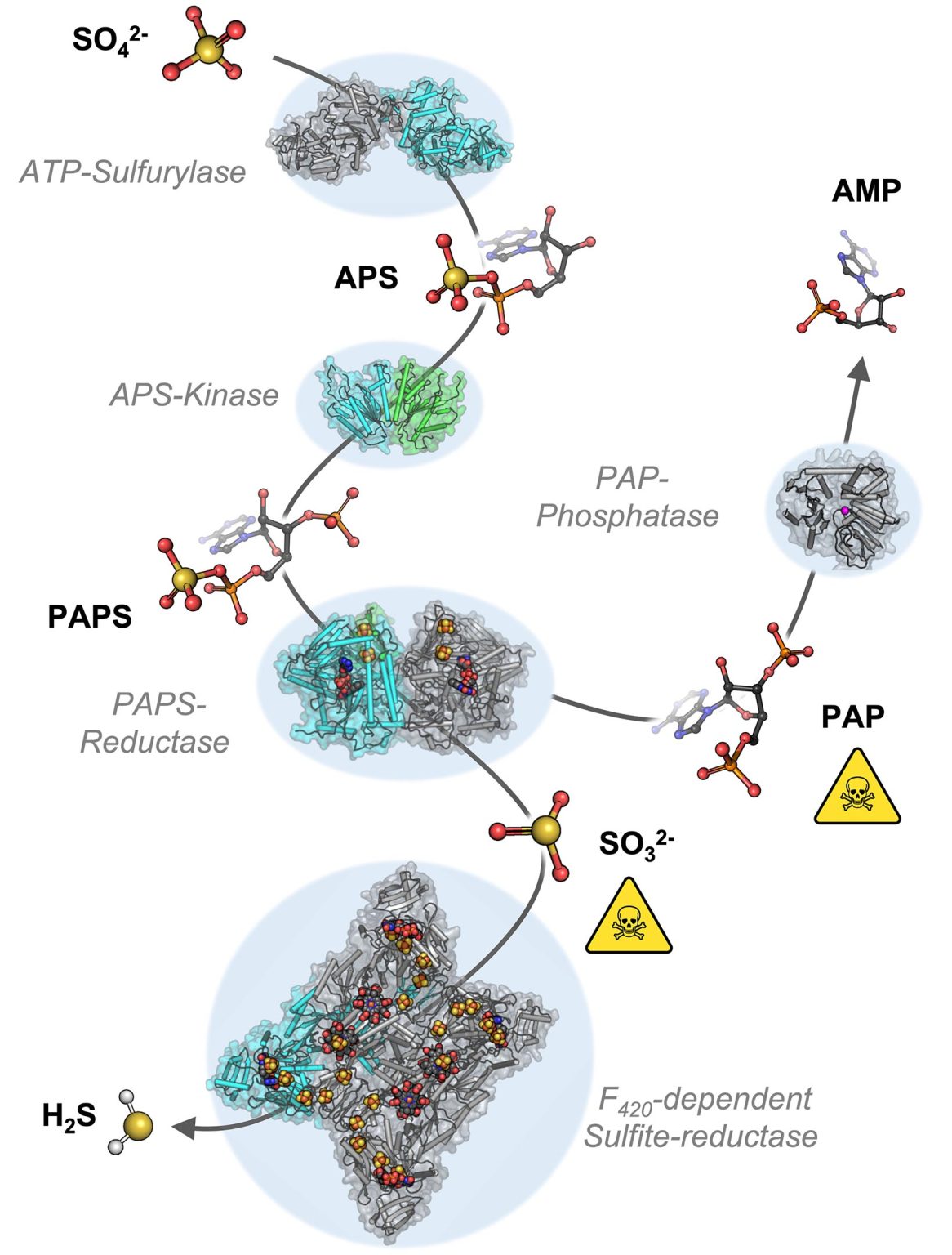 Puzzle-Solving Mastery: How a Methane-Producing Bacterium Creates Its ...