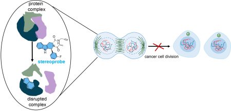 Scripps Scientists Discover New Way To Slow Cancer Growth