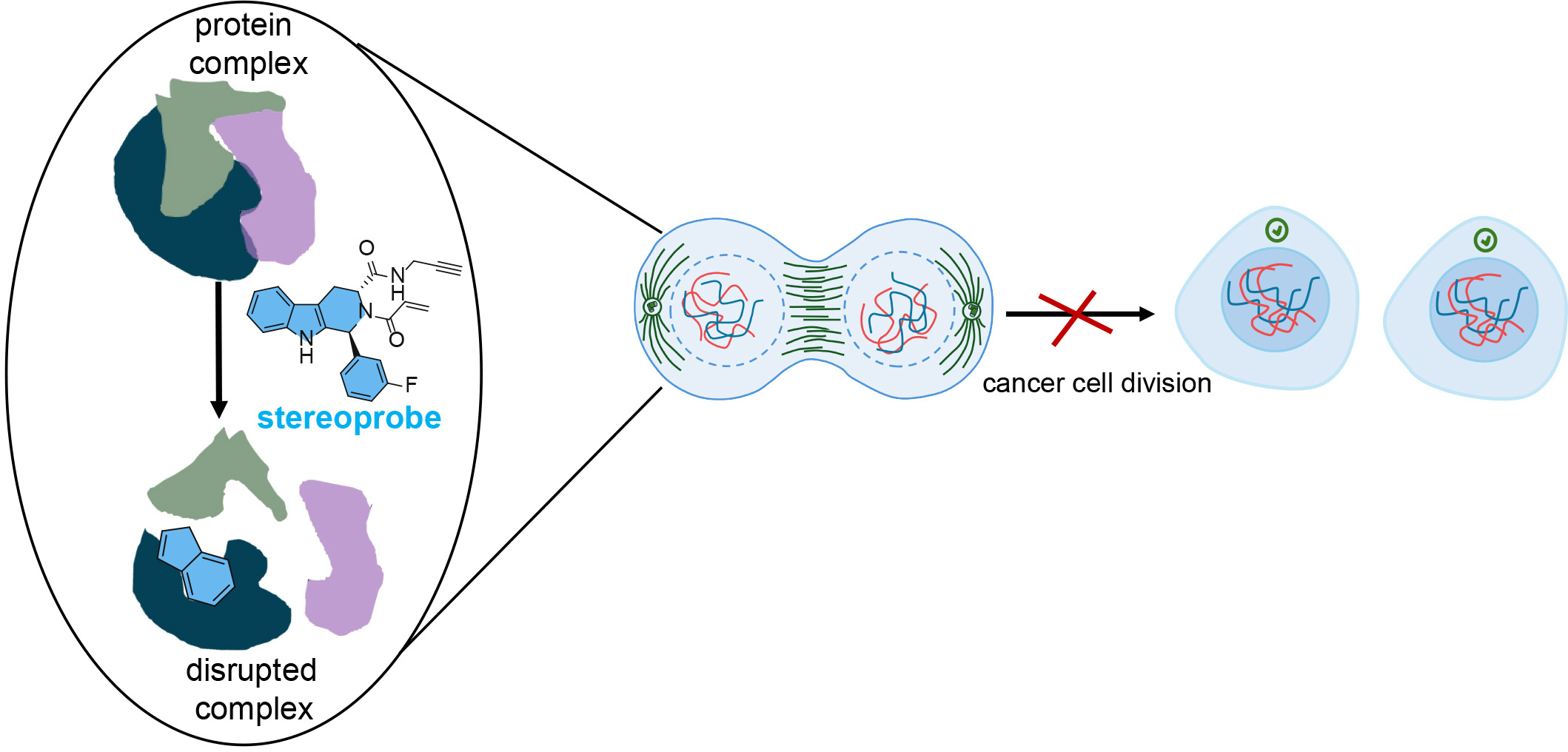 Scripps Scientists Discover New Way To Slow Cancer Growth