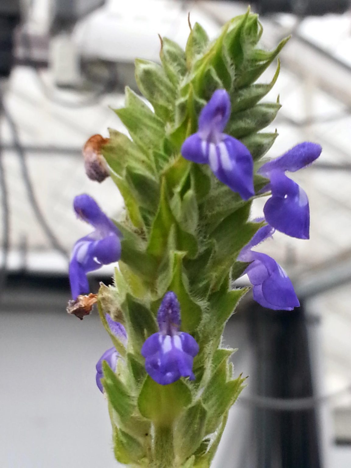 The Tiny Seed With Mighty Secrets: Scientists Unlock Chia’s Genetic Code