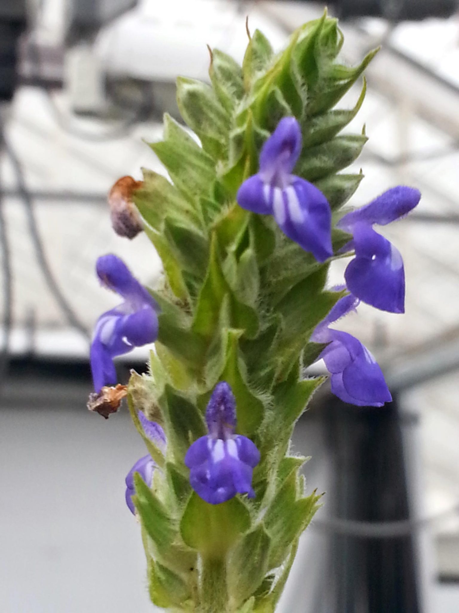 The Tiny Seed With Mighty Secrets: Scientists Unlock Chia’s Genetic Code