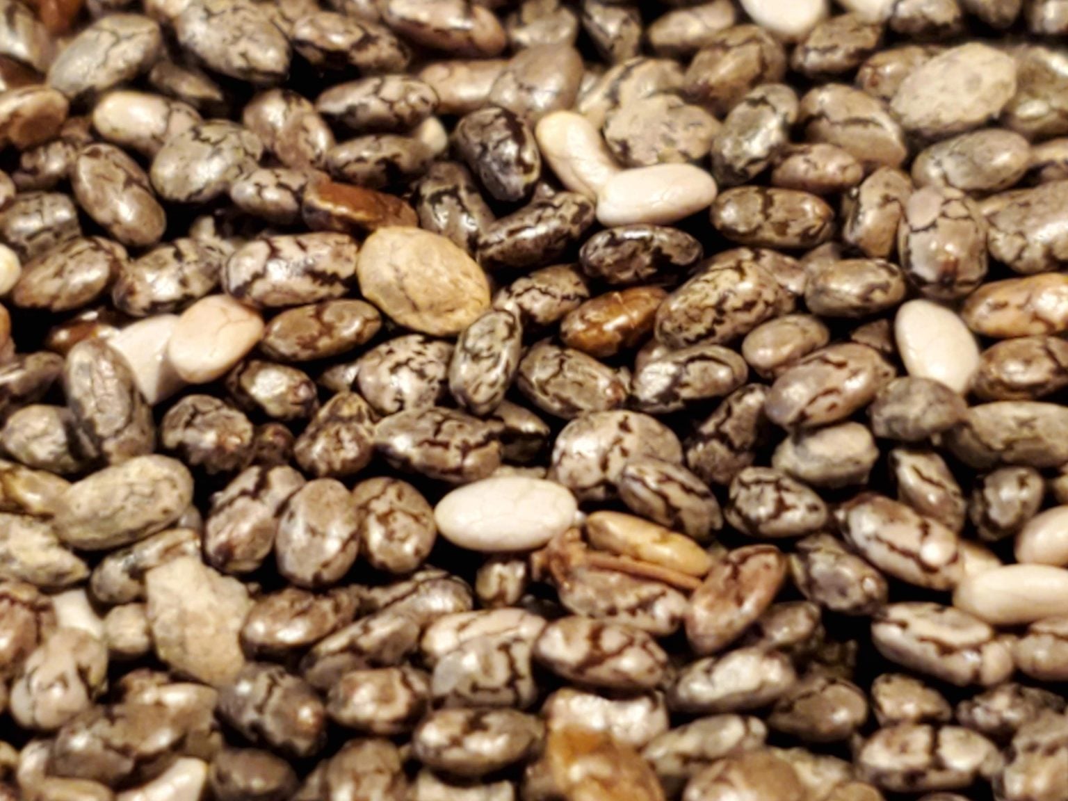 The Tiny Seed With Mighty Secrets: Scientists Unlock Chia’s Genetic Code
