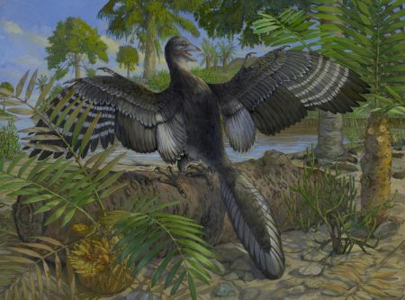 New Archaeopteryx Fossil Rewrites Early Bird Evolution