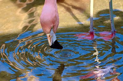 Water Tornadoes? Flamingos Use This Clever Trick To Trap Prey