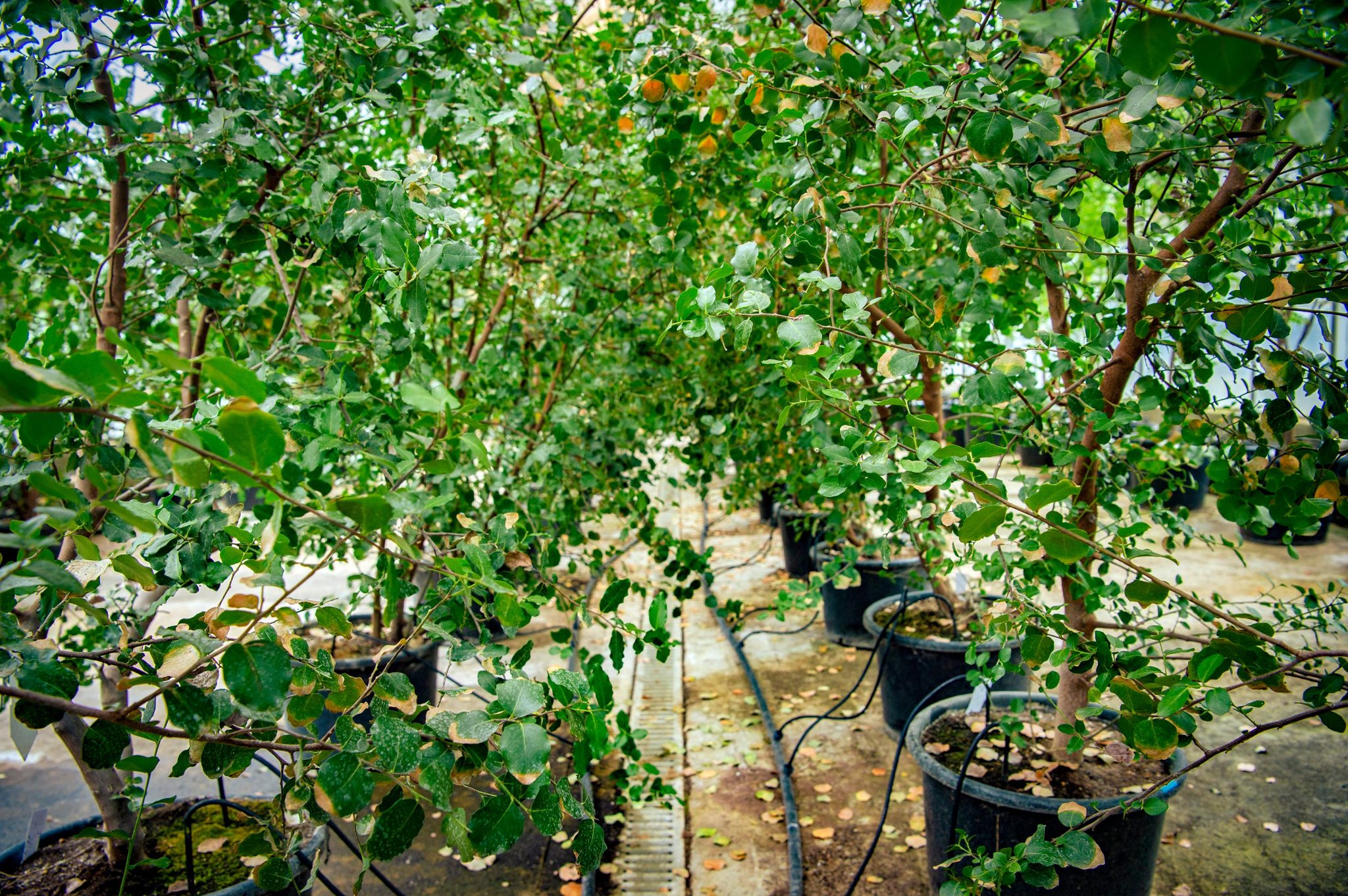 Bioengineering Breakthrough: Tobacco Plants Synthesize Vaccine ...