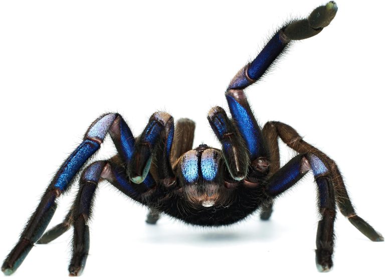 Electric Blue Surprise: Dazzling Tarantula Discovery in Thai Mangroves