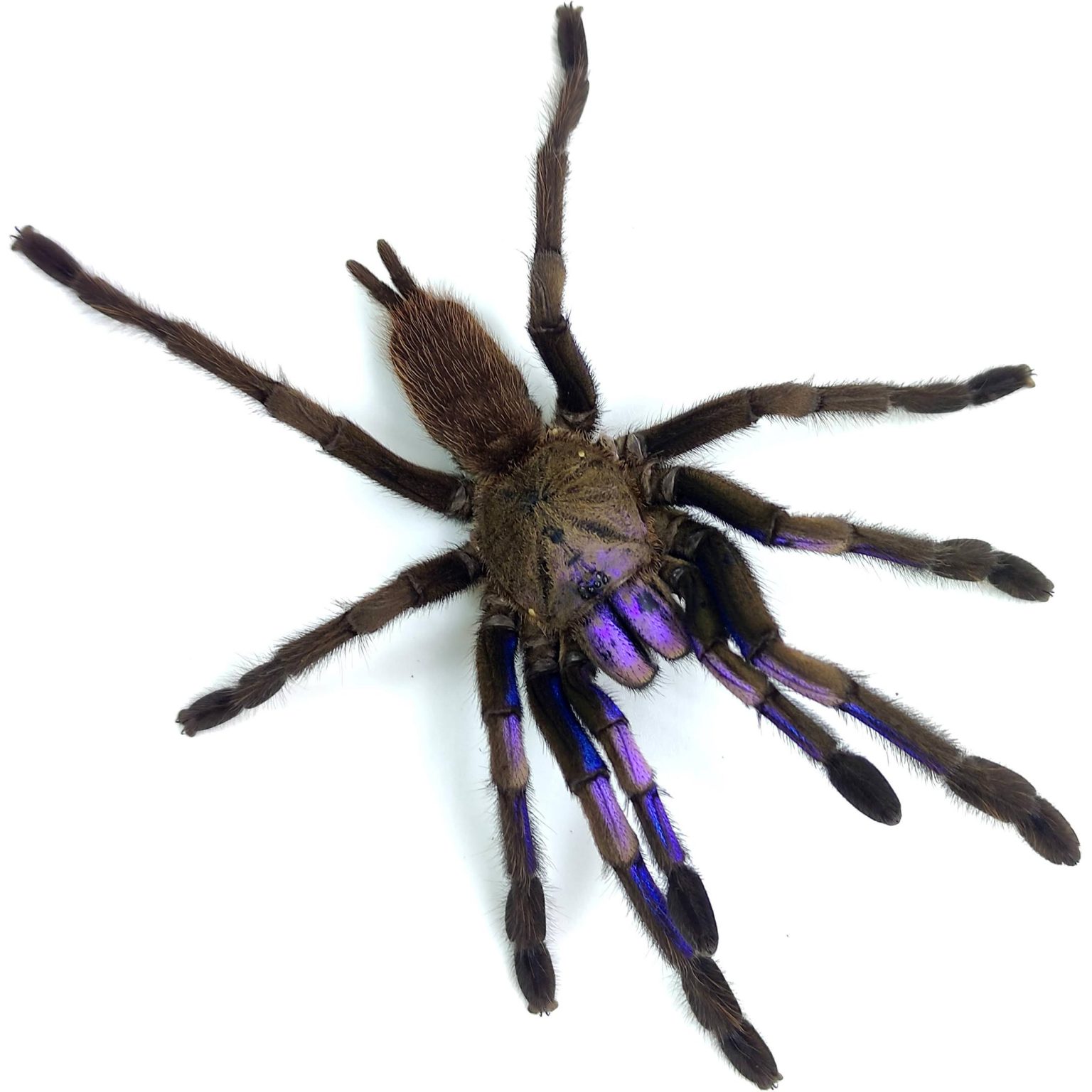 Electric Blue Surprise: Dazzling Tarantula Discovery in Thai Mangroves