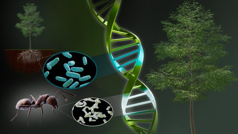Breakthrough Gene Supercharges Plant Growth and Boosts Photosynthesis