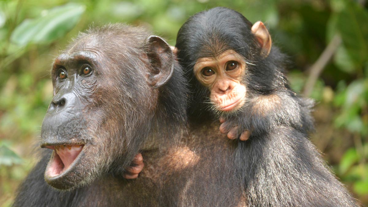 Friendship Over Family: How Female Chimp Bonds Keep Babies Alive in the ...