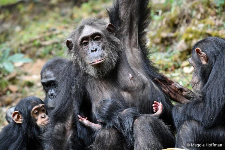Friendship Over Family: How Female Chimp Bonds Keep Babies Alive in the ...