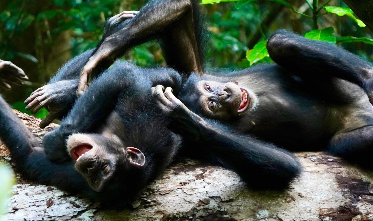 How Wild Chimps Use Play to Foster Lifelong Cooperation
