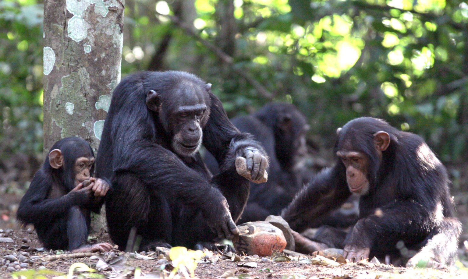 Are Chimpanzees Developing Culture Like Humans? Groundbreaking Study ...