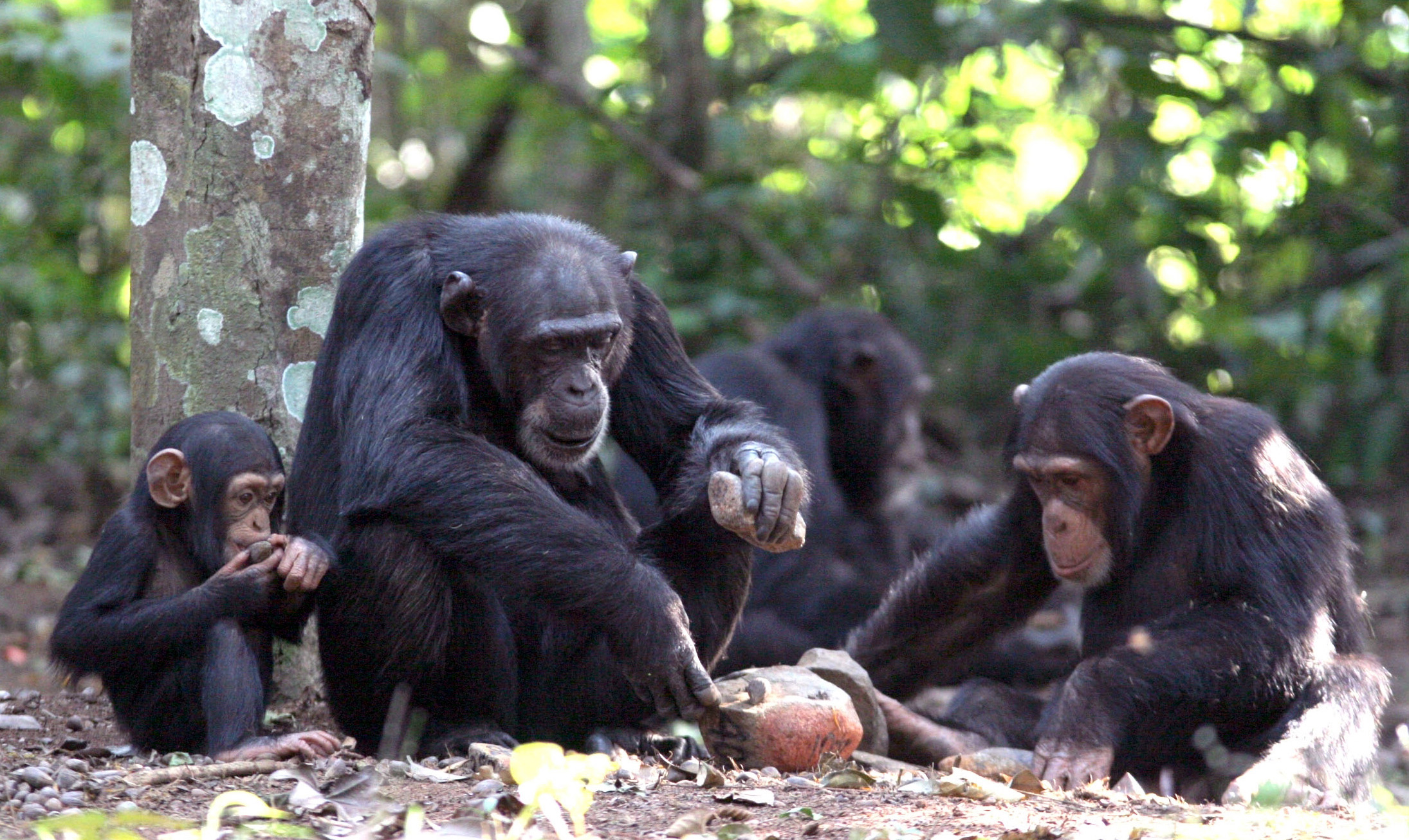 Are Chimpanzees Developing Culture Like Humans? Groundbreaking Study ...