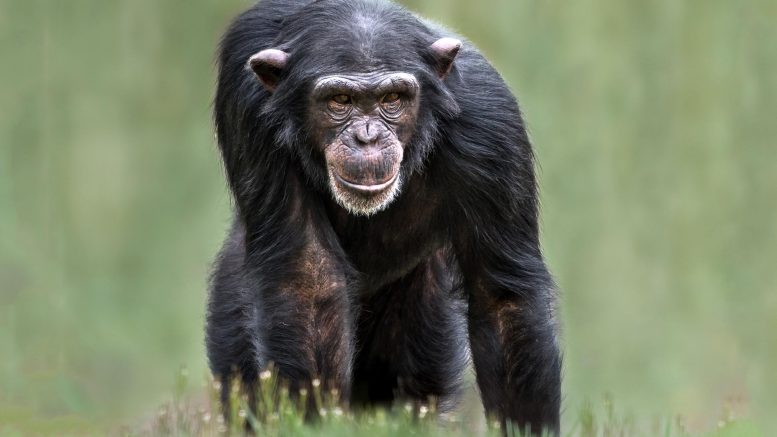 Watch a Chimpanzee Mother Apply an Insect to Her Son’s Wound