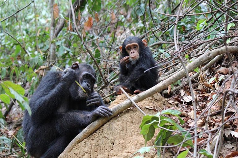 When Task Is Complex, Chimpanzees More Likely to Teach Skills and Share Tools