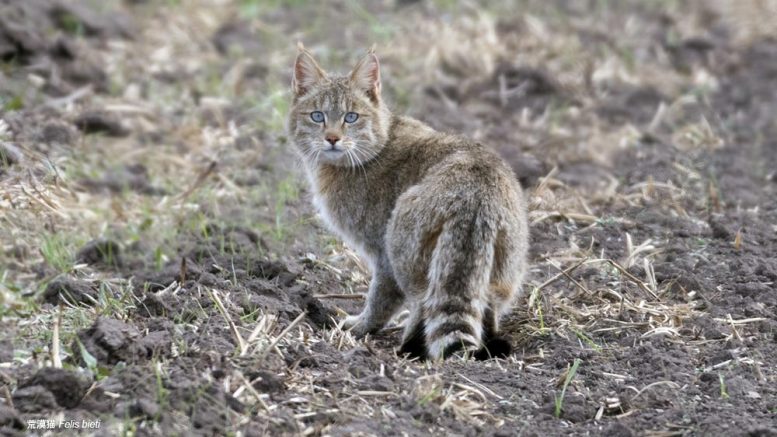 Researchers Discover Cryptic Cat Species on Mount Everest