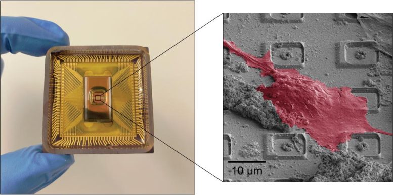 Harvard’s Tiny Chip Unveils 70,000 Hidden Brain Connections