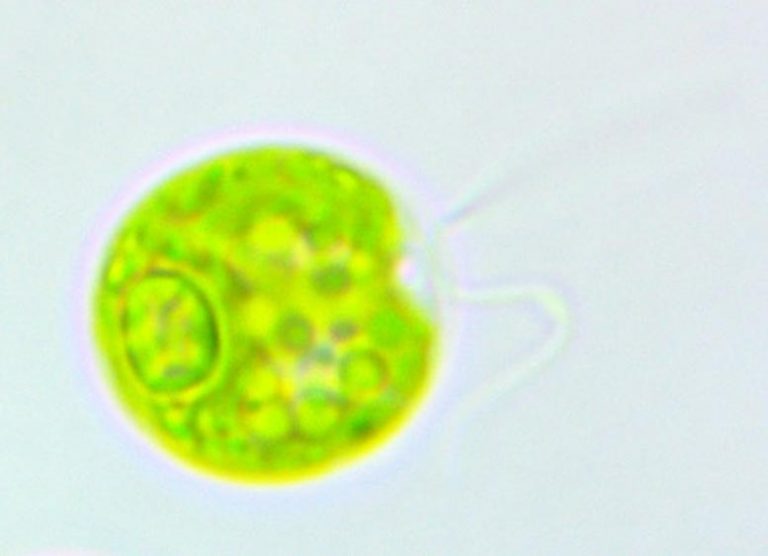 Scientists Solve the Mystery Behind an Enigmatic Organelle, the Pyrenoid