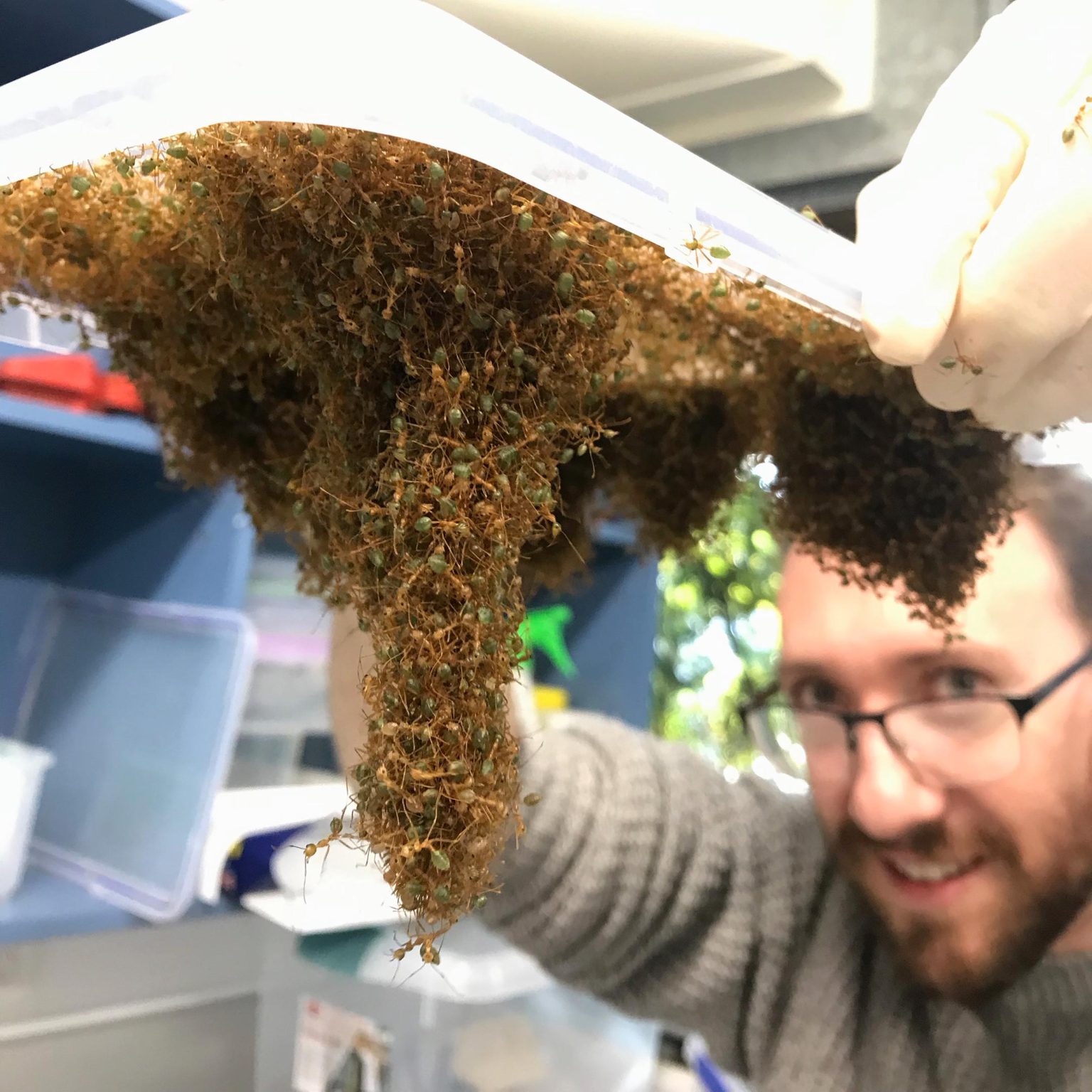 The Surprising Teamwork Trick Ants Use to Double Their Strength