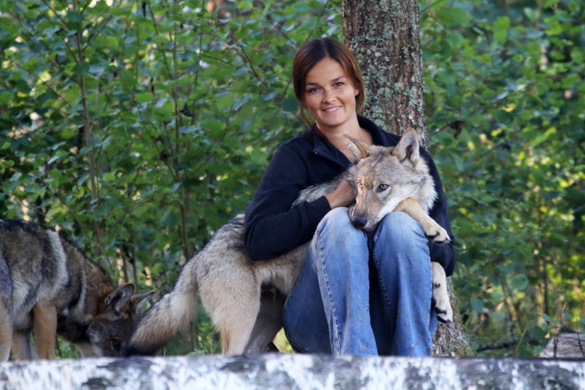 Researchers Discover That Wolves Can Show Attachment Toward Humans