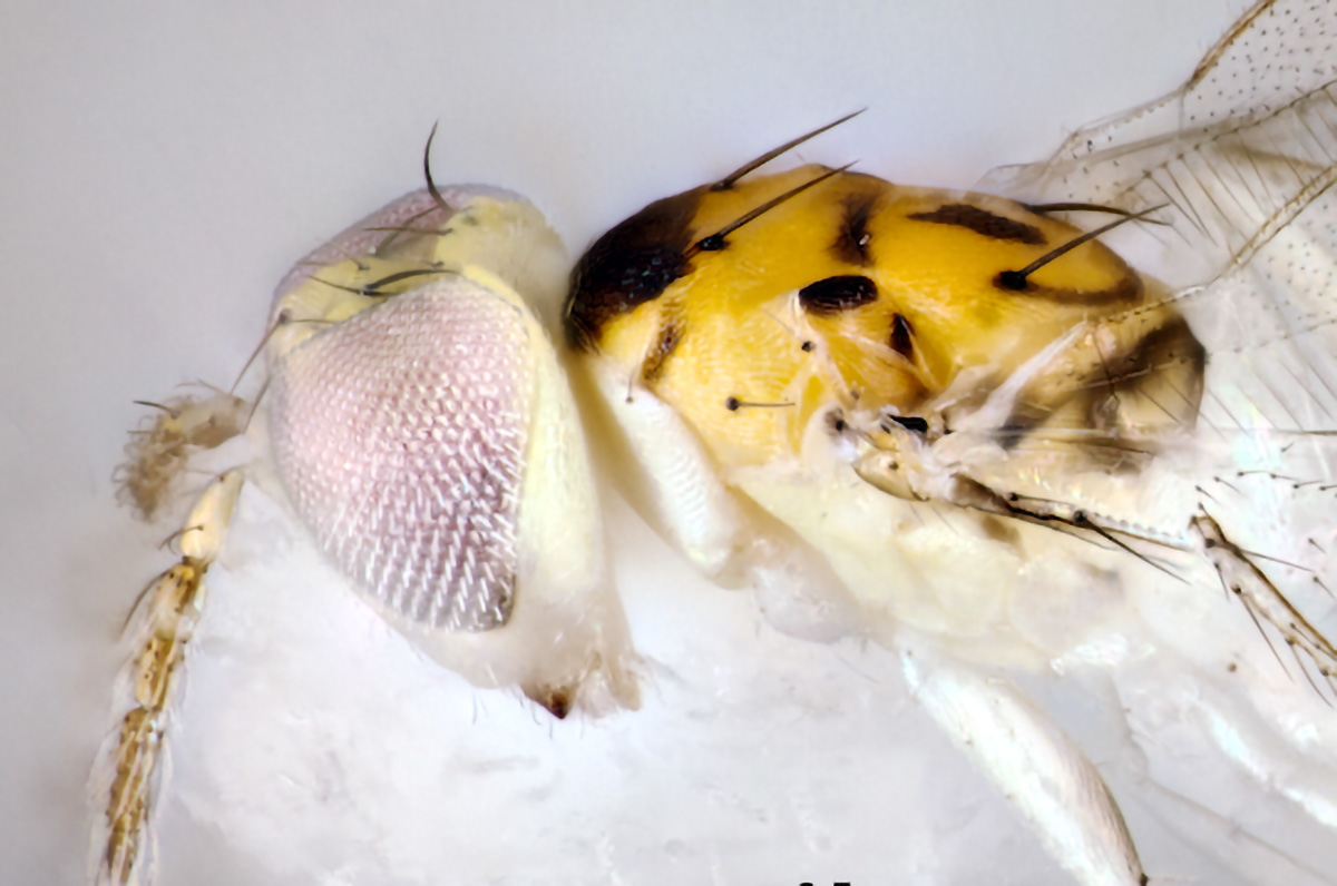 Scientists Discover Unique New Parasitic Wasp Species in Texas